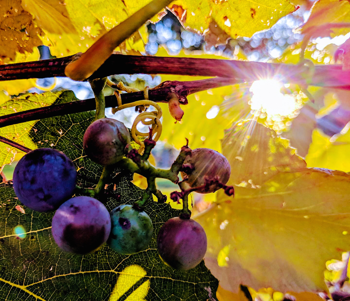 Racing daylight | AC Shilton