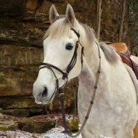 Dispatches | AC Shilton